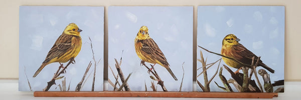 Yellowhammer paintings - Laura Beardsell-Moore Fine Art